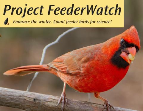 Project Feederwatch | Anderson County Library System